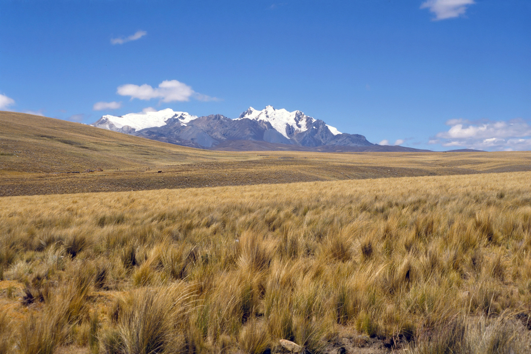 ペルーの高地草原（プーナ）のイチューグラス Ichu of high montane grassland (puna) in Peru